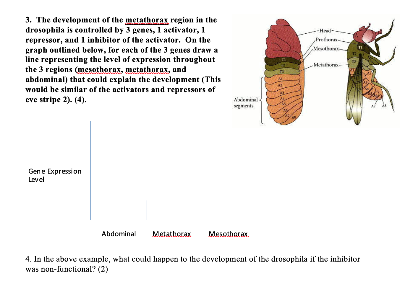 Solved -Head Prothorax Mesothorax 3. The development of the | Chegg.com