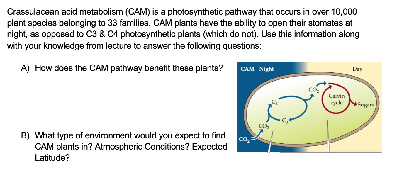 Cam Pathway In Plants