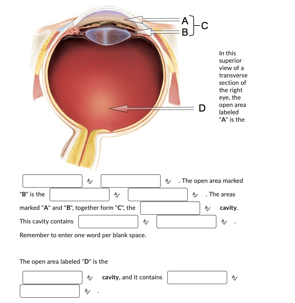 Transverse Section Of Right Eye