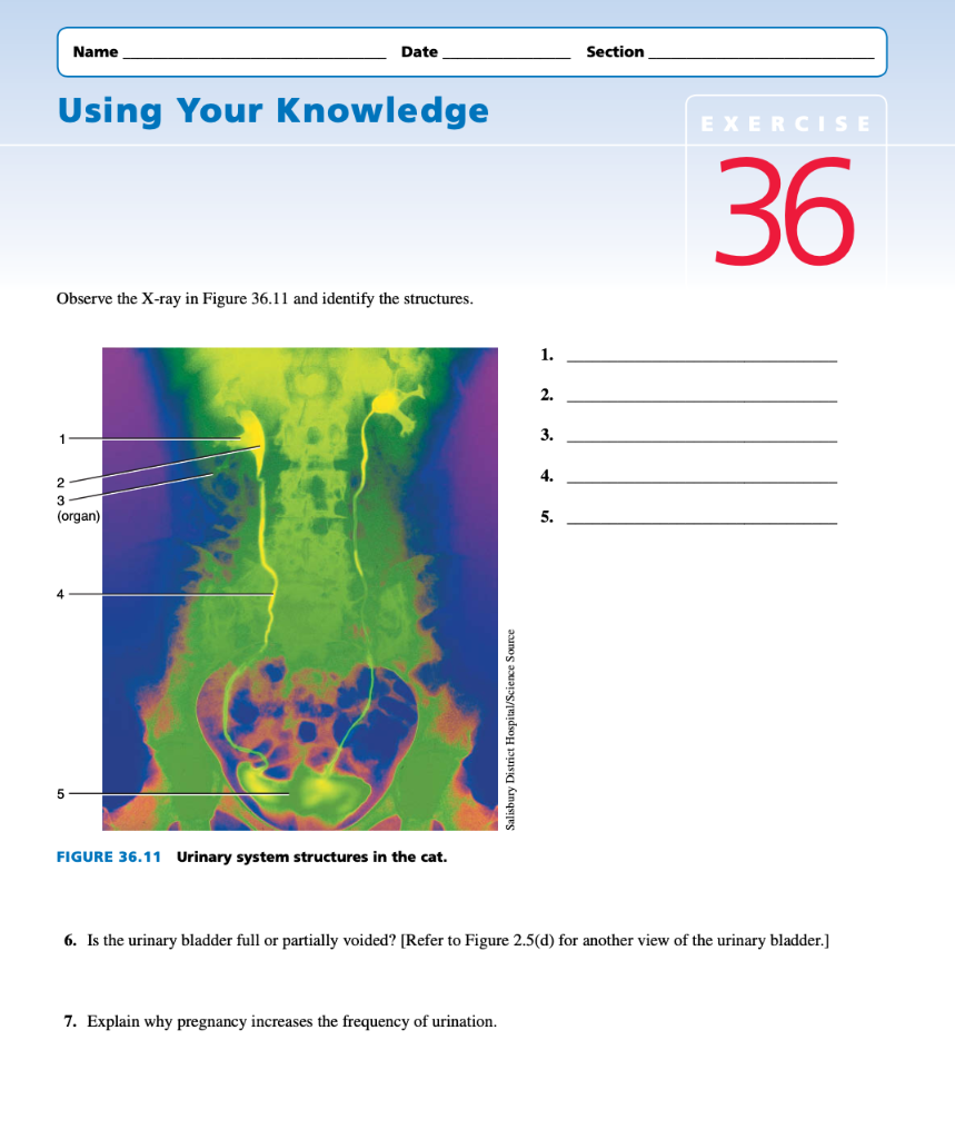 Solved Name Date Section Using Your Knowledge EXERCISE 36 | Chegg.com