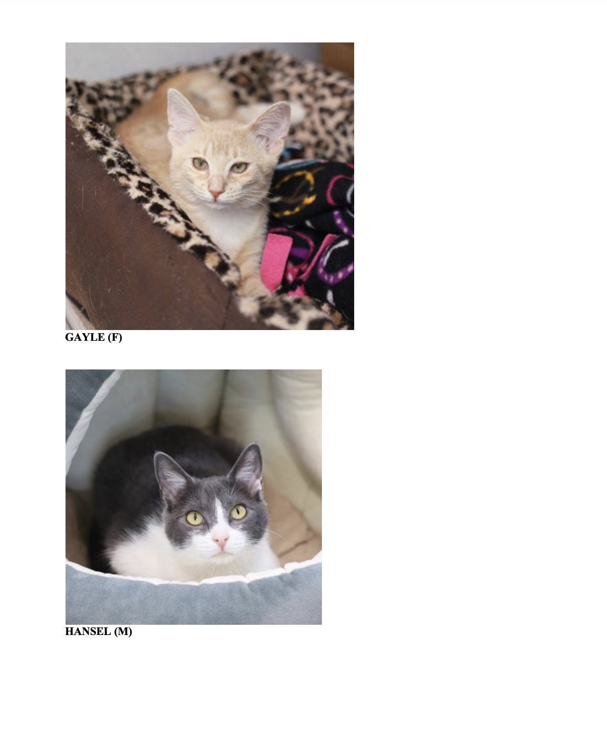 CAT COAT GENETICS FILE 4 (F) = FEMALE ∣(M)= MALEGAYLE | Chegg.com