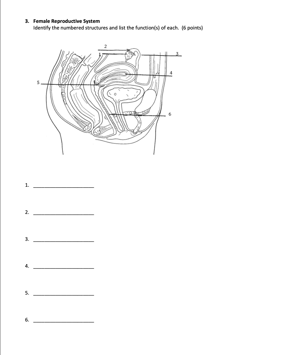 Solved Female Reproductive SystemIdentify the numbered | Chegg.com