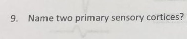 Solved 9. Name two primary sensory cortices? | Chegg.com