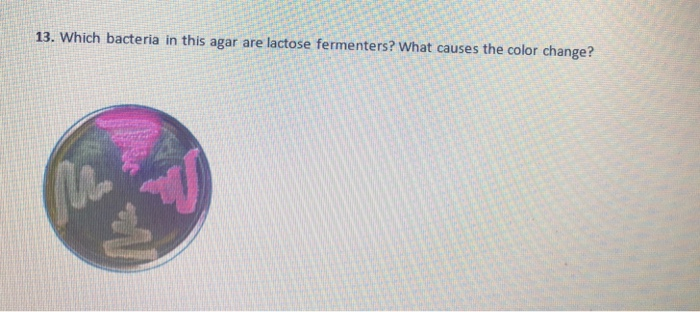 Solved 13. Which bacteria in this agar are lactose | Chegg.com