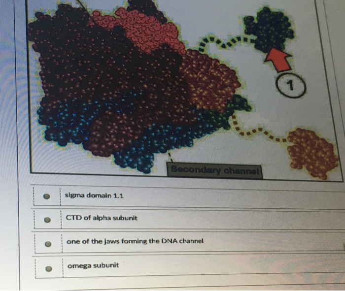 Solved Question 19 2.5 pts Identify the structure labeled | Chegg.com