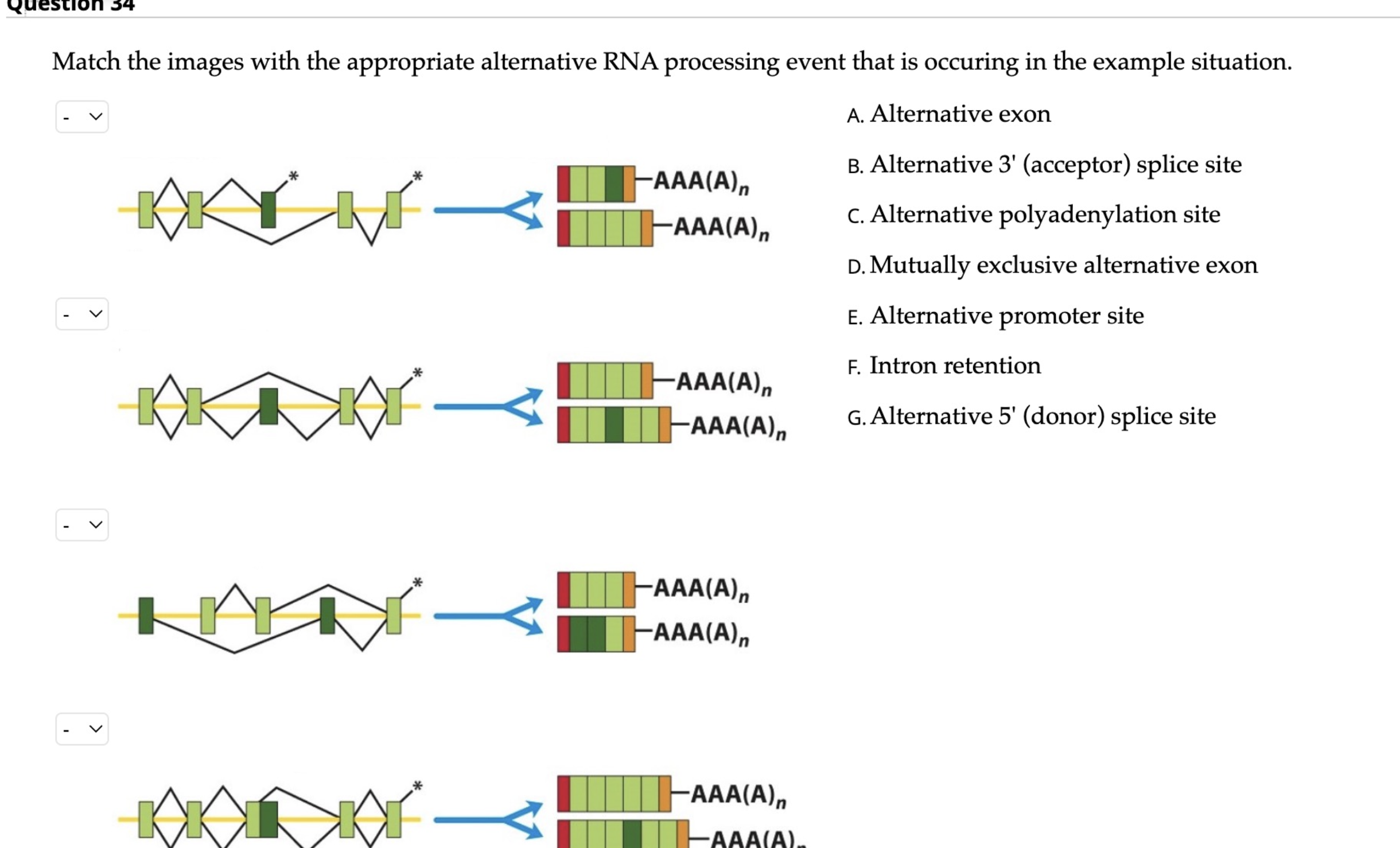 Solved Match the images with the appropriate alternative RNA | Chegg.com
