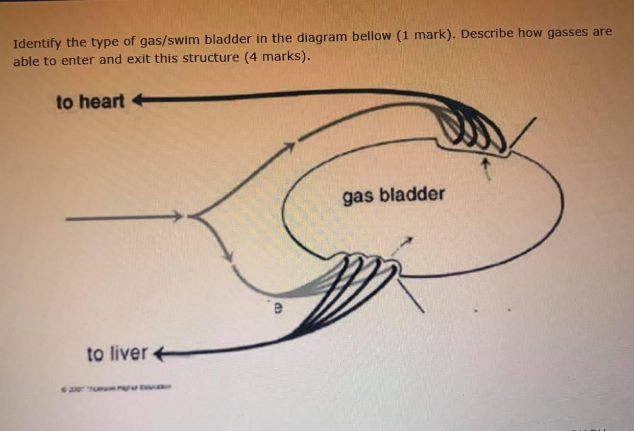 Solved Identify the type of gas/swim bladder in the diagram | Chegg.com
