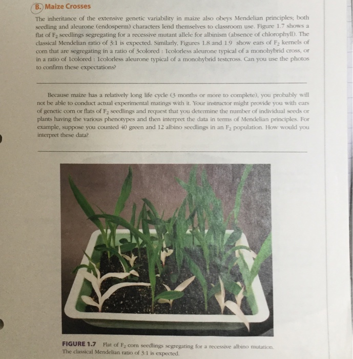 Solved B. Maize Crosses The inheritance of the extensive | Chegg.com