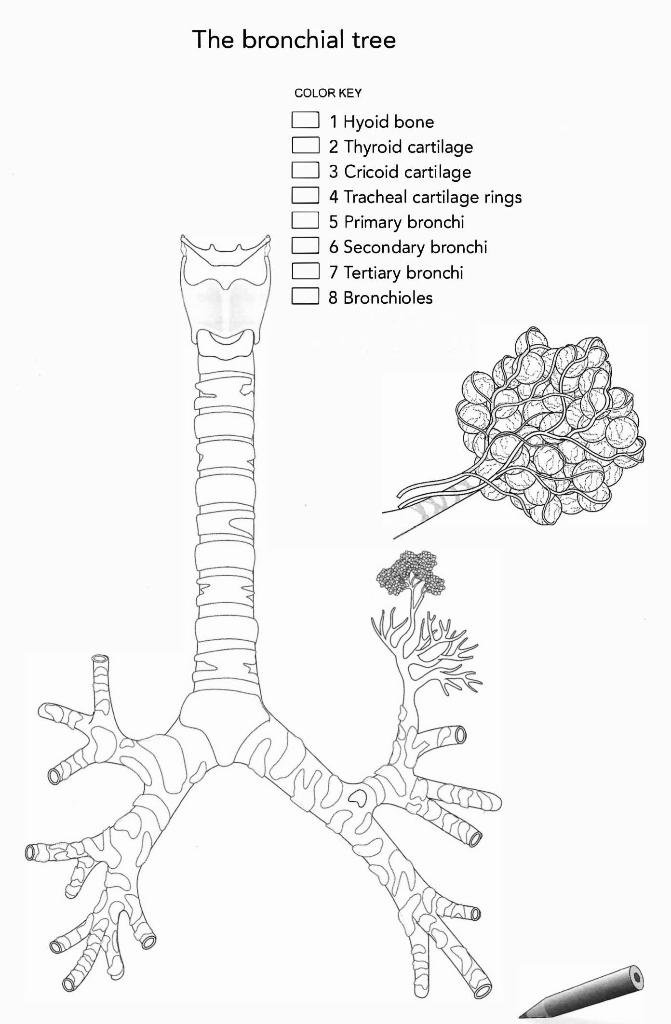 Solved The bronchial tree COLOR KEY 00000000 1 Hyoid bone 2 | Chegg.com