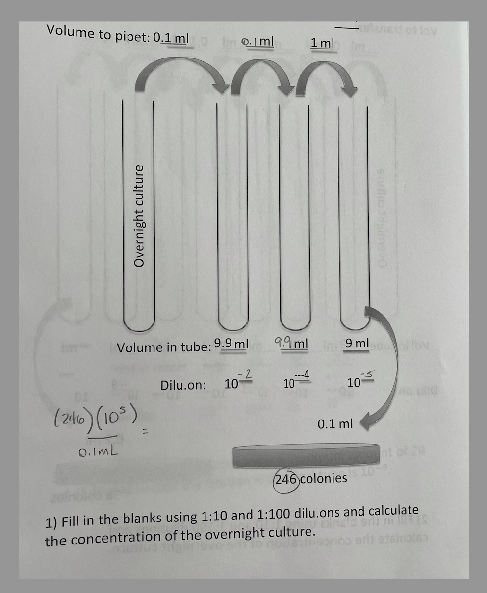 Solved Volume to pipet: 0.1 ml Flension 10.1ml 1 ml | Chegg.com