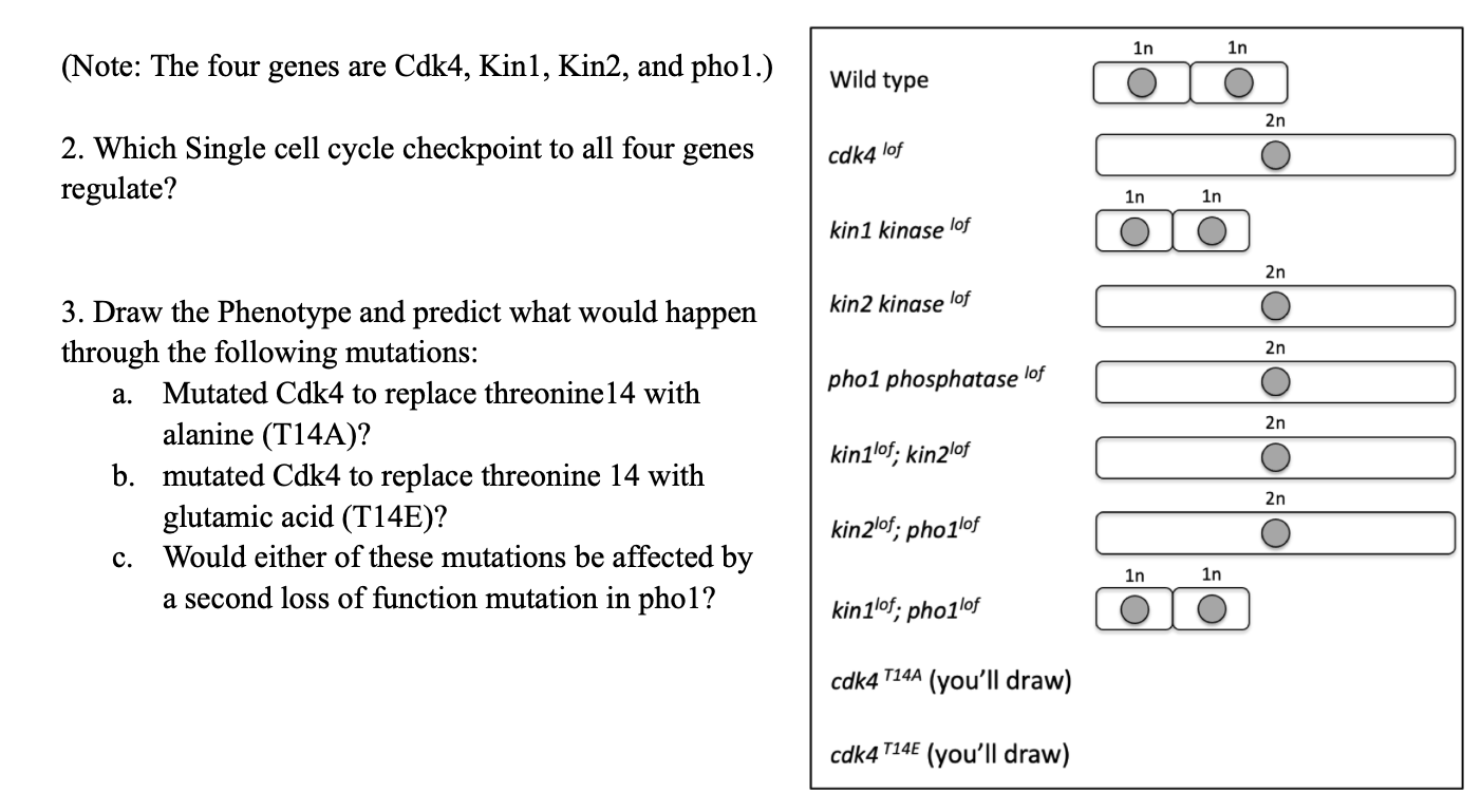 Solved (Note: The four genes are Cdk4, Kin1, Kin2, and | Chegg.com