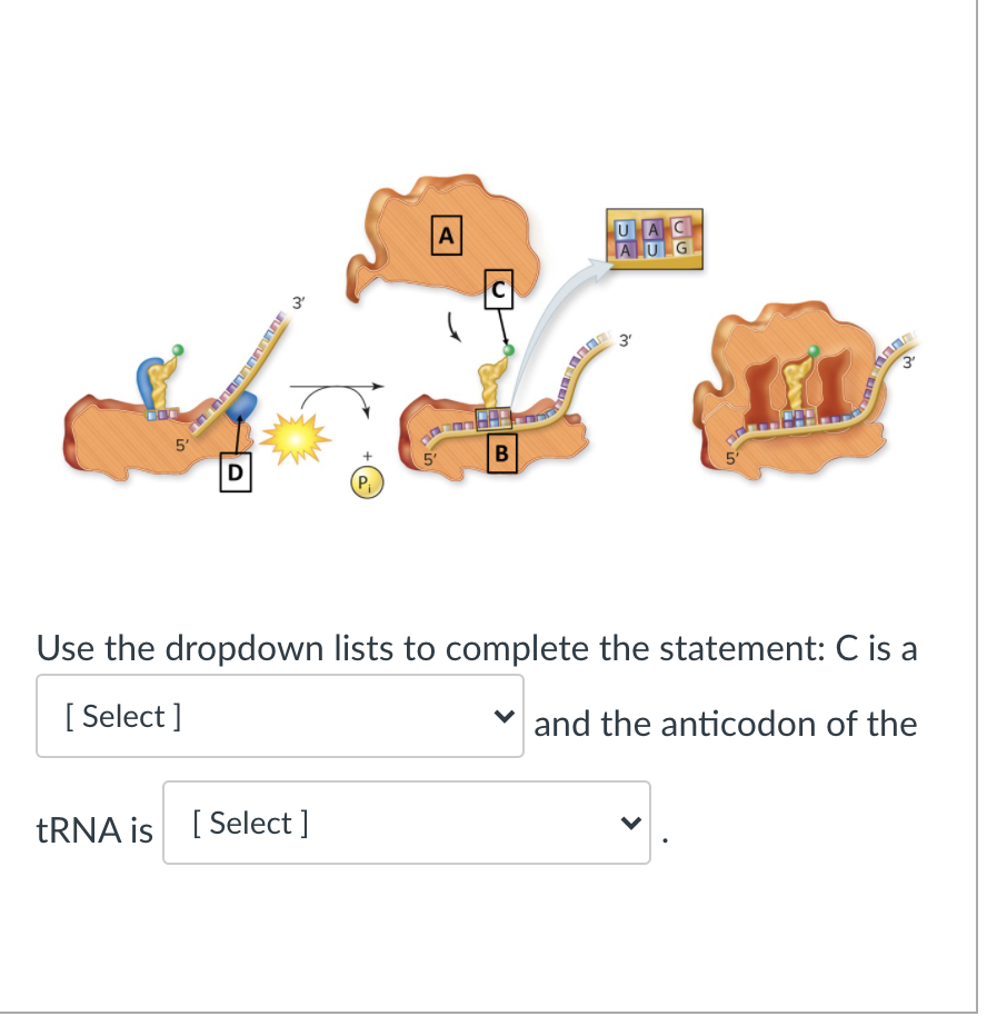 Solved A U AC AUG C 3 3' 3 innnnnnnnnn 5 5 B 5 D P Use the | Chegg.com