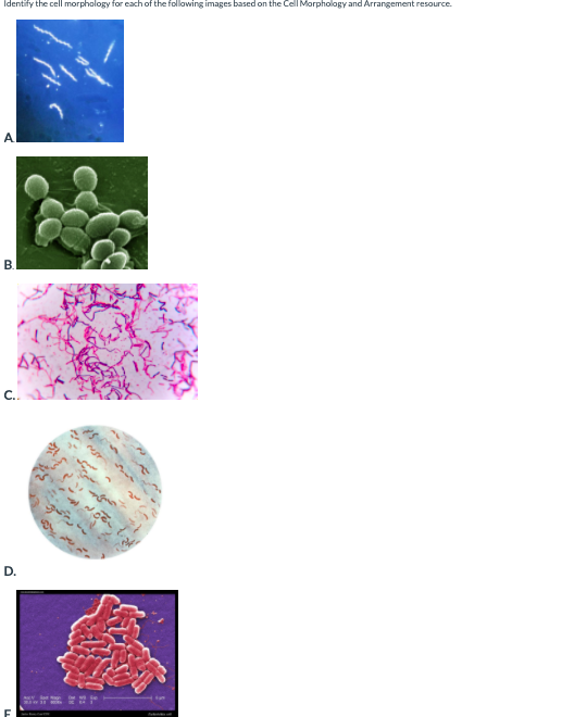 Solved Identify the cell morphology for each of the | Chegg.com