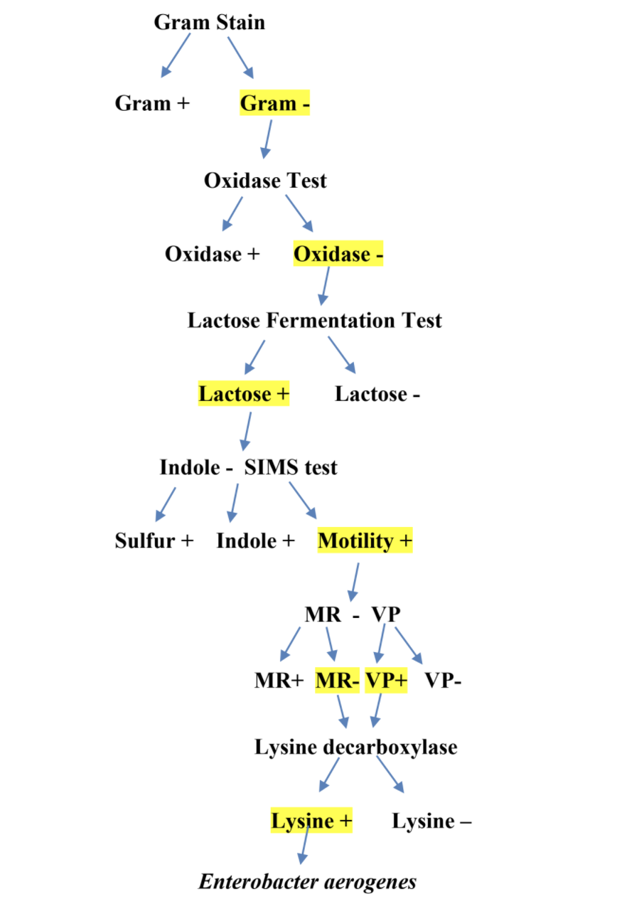 Solved Consider: : Escherichia Coli A. Draw a flowchart / | Chegg.com