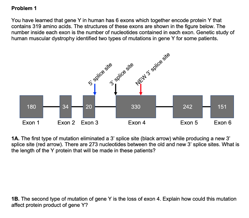 Solved You have learned that gene Y in human has 6 exons | Chegg.com