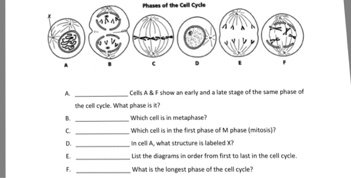 Solved Phases of the Cell Cycle A. Cells A & F show an early | Chegg.com