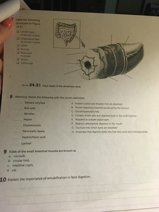 Solved 7 Label the following structures on Figure 24.31 a | Chegg.com