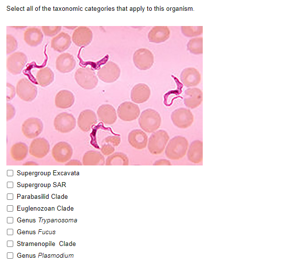 Solved Select all of the taxonomic categories that apply to | Chegg.com