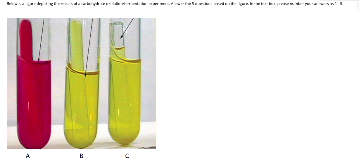 Solved 1. What is the name of the small, inverted tubes | Chegg.com
