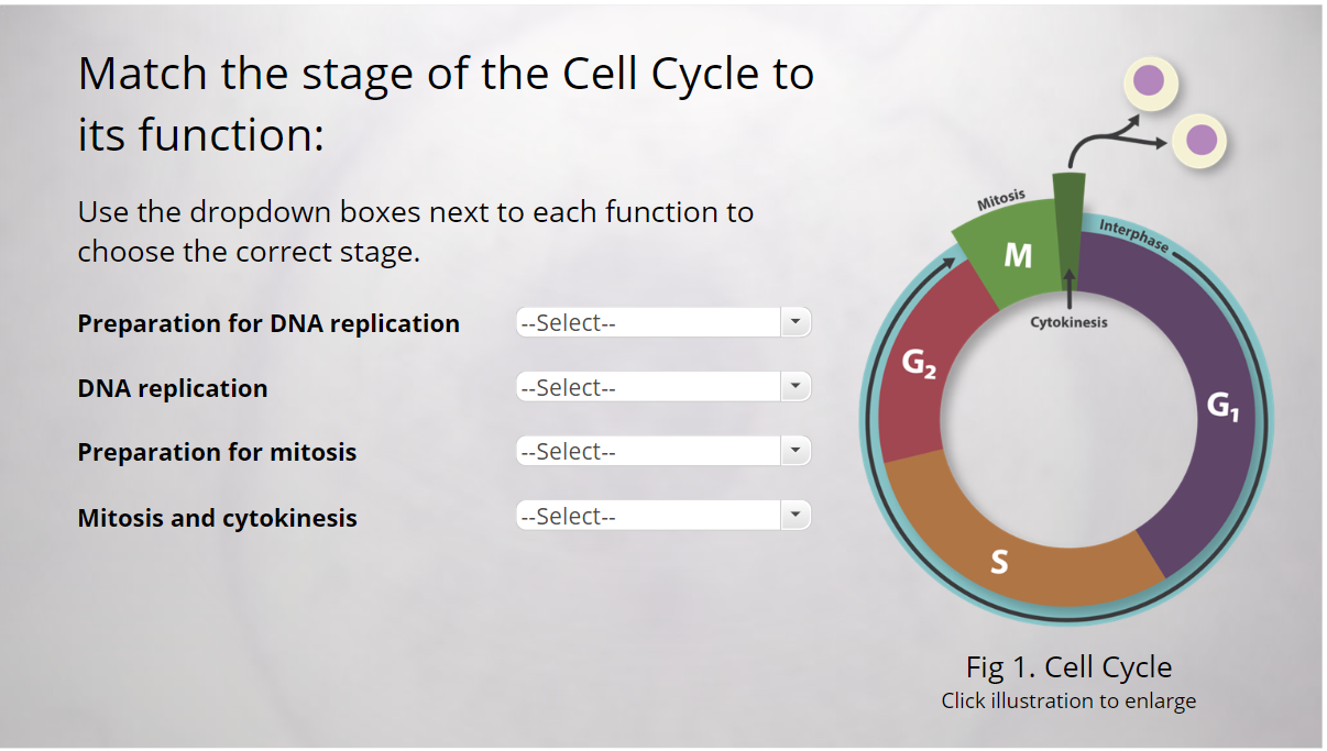 Solved Match the stage of the Cell Cycle to its function: | Chegg.com