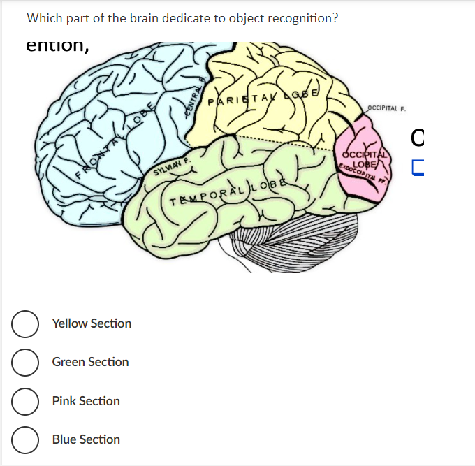 Solved Which part of the brain dedicate to object | Chegg.com
