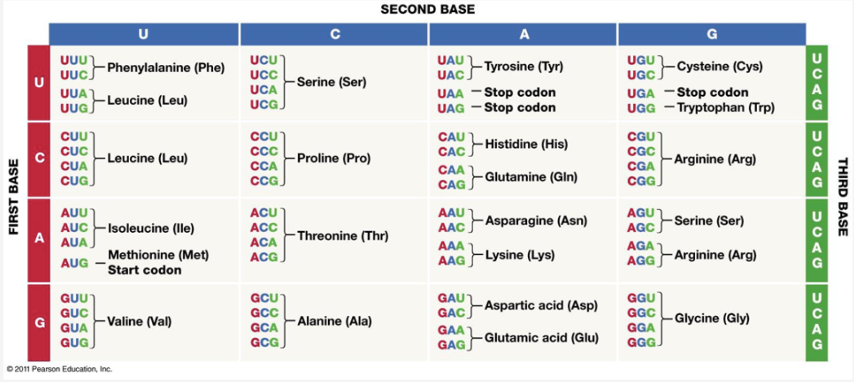 Solved You are given the below piece of DNA: GC C G T A | Chegg.com