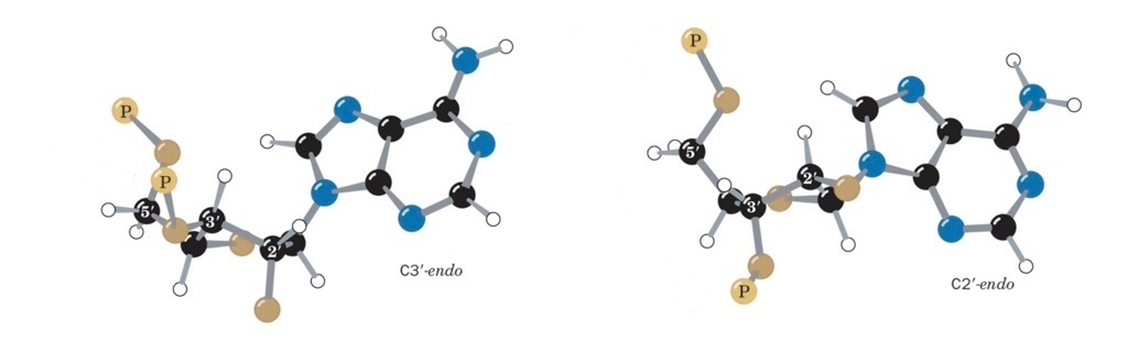 Solved Which conformation (C3'-endo or C2'-endo) is | Chegg.com