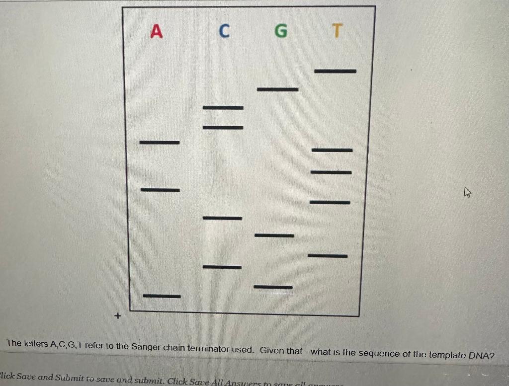 The letters A,C, G, T refer to the Sanger chain | Chegg.com