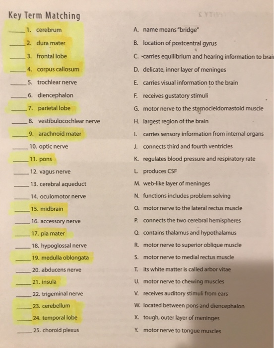 Solved Laboratory 17: Brain and Cranial Nerve AnatomyKey | Chegg.com
