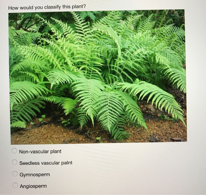 Nonvascular Seedless Plants