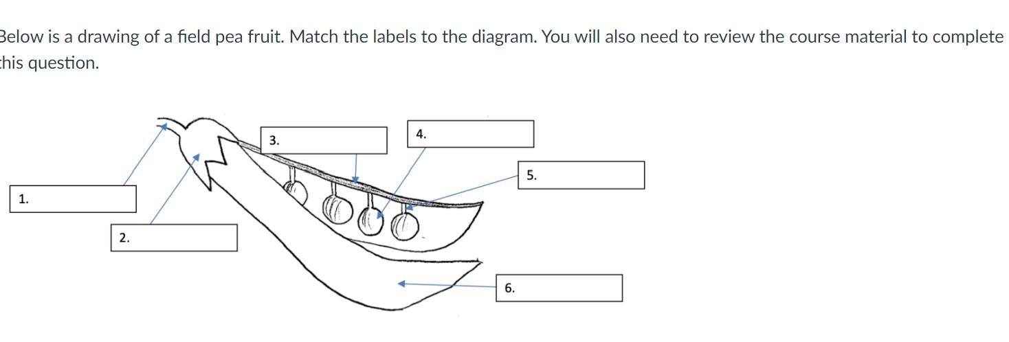 Solved Below is a drawing of a field pea fruit. Match the | Chegg.com