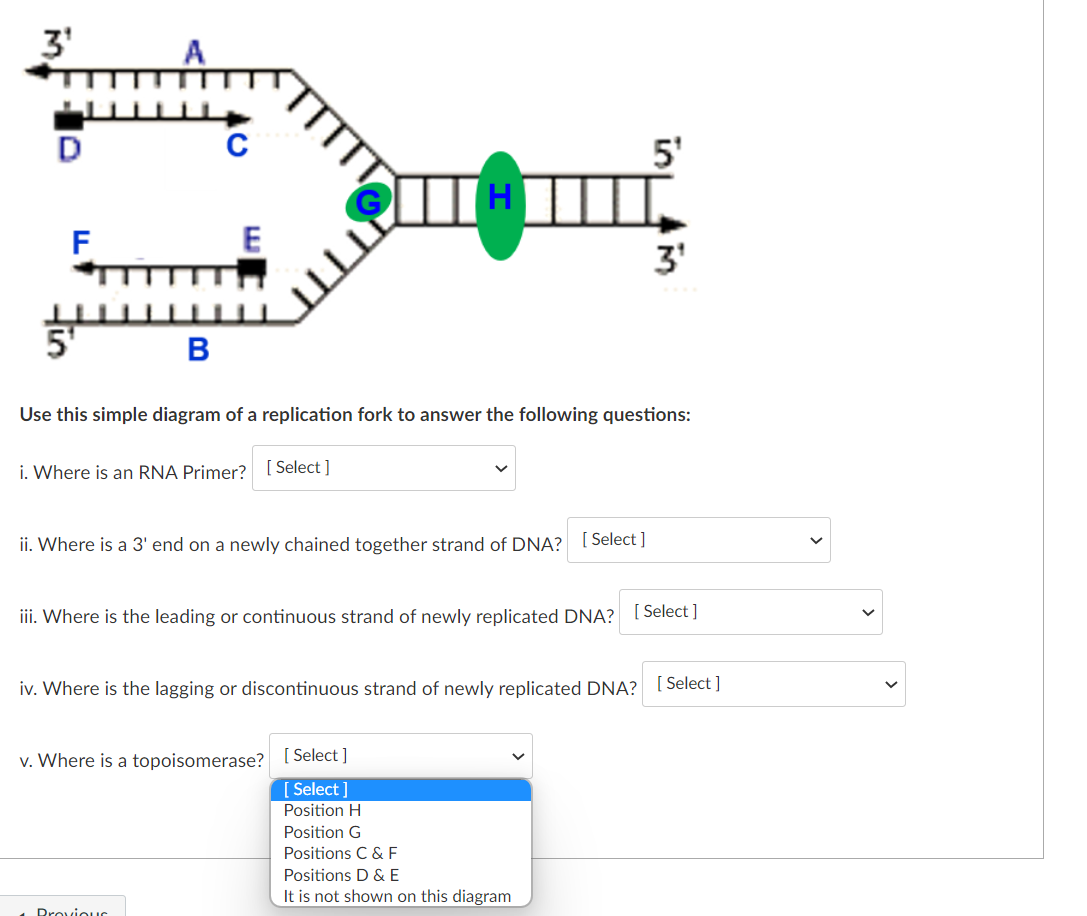 Solved Use this simple diagram of a replication fork to | Chegg.com