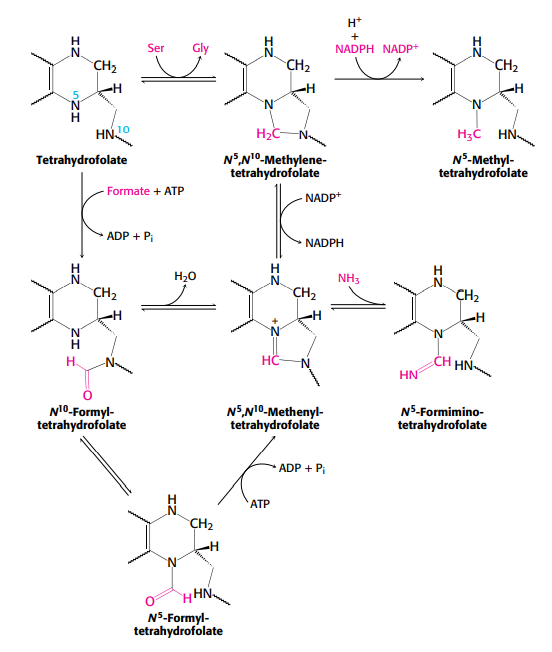 Solved نامی Aspartate Glycine N10-Formyl- tetrahydrofolate | Chegg.com