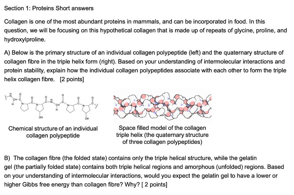 Collagen Primary Structure