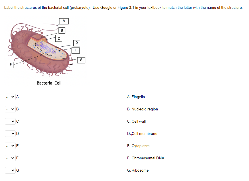 Solved Label the structures of the bacterial cell | Chegg.com