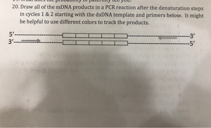 Solved Draw all the ssDNA products in a PCR reaction after | Chegg.com