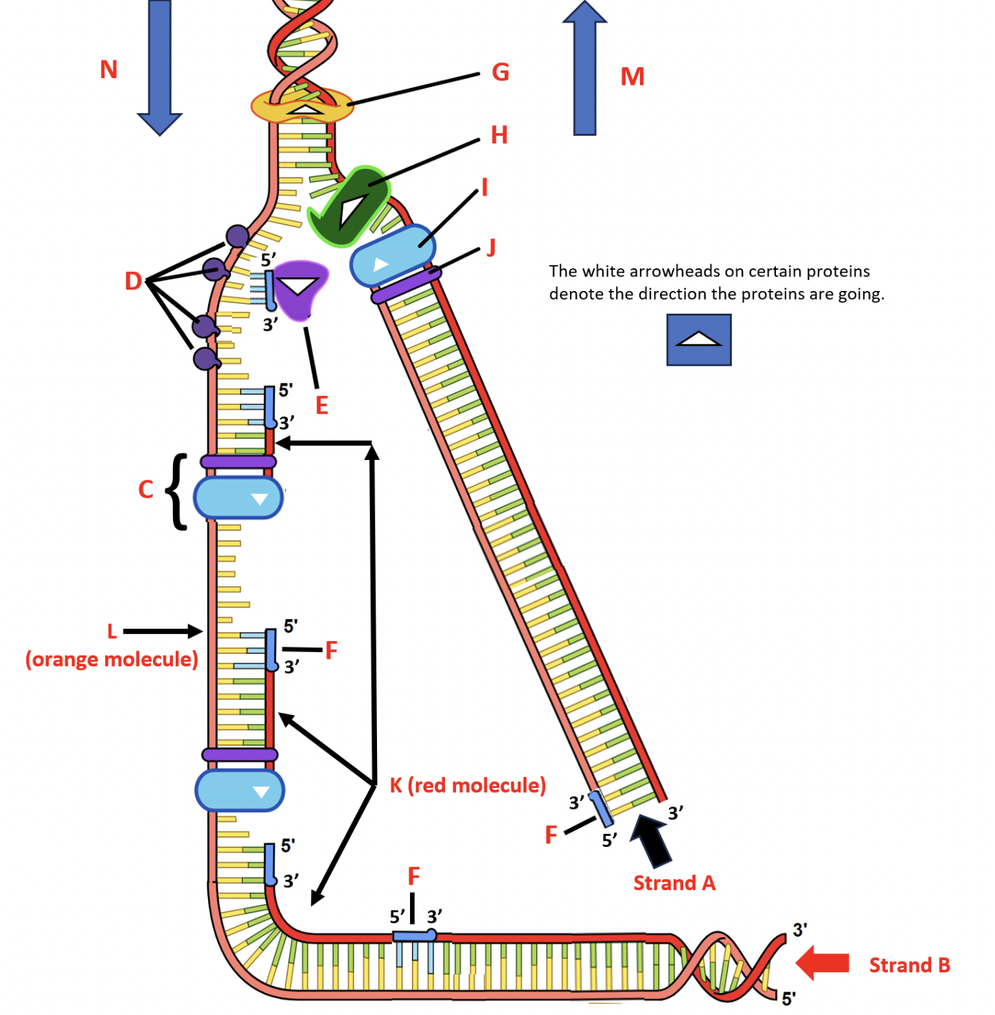 Solved a)In the figure above, which letter represents the | Chegg.com