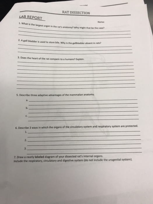 Solved RAT DISSECTION Student Name Name Of Group Members Chegg