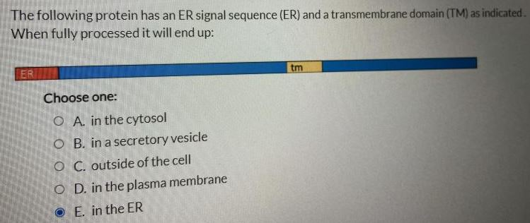 Solved The following protein has an ER signal sequence (ER) | Chegg.com