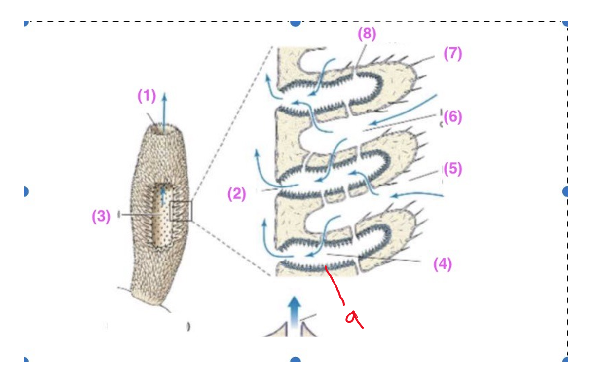 Solved Word Bank: Radial Canal, Dermal ostium, incurrent | Chegg.com