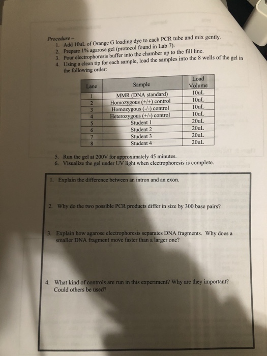 Dna Agarose Gel Loading Buffer Recipe | Besto Blog