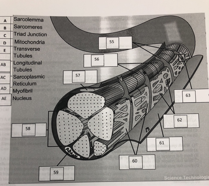 Solved Sarcolemma B Sarcomeres c Triad Junction D | Chegg.com