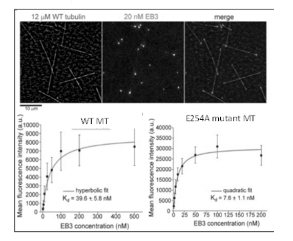 Solved 12 M WT tubulin 20 nM EB3 merge WT MT Mean | Chegg.com