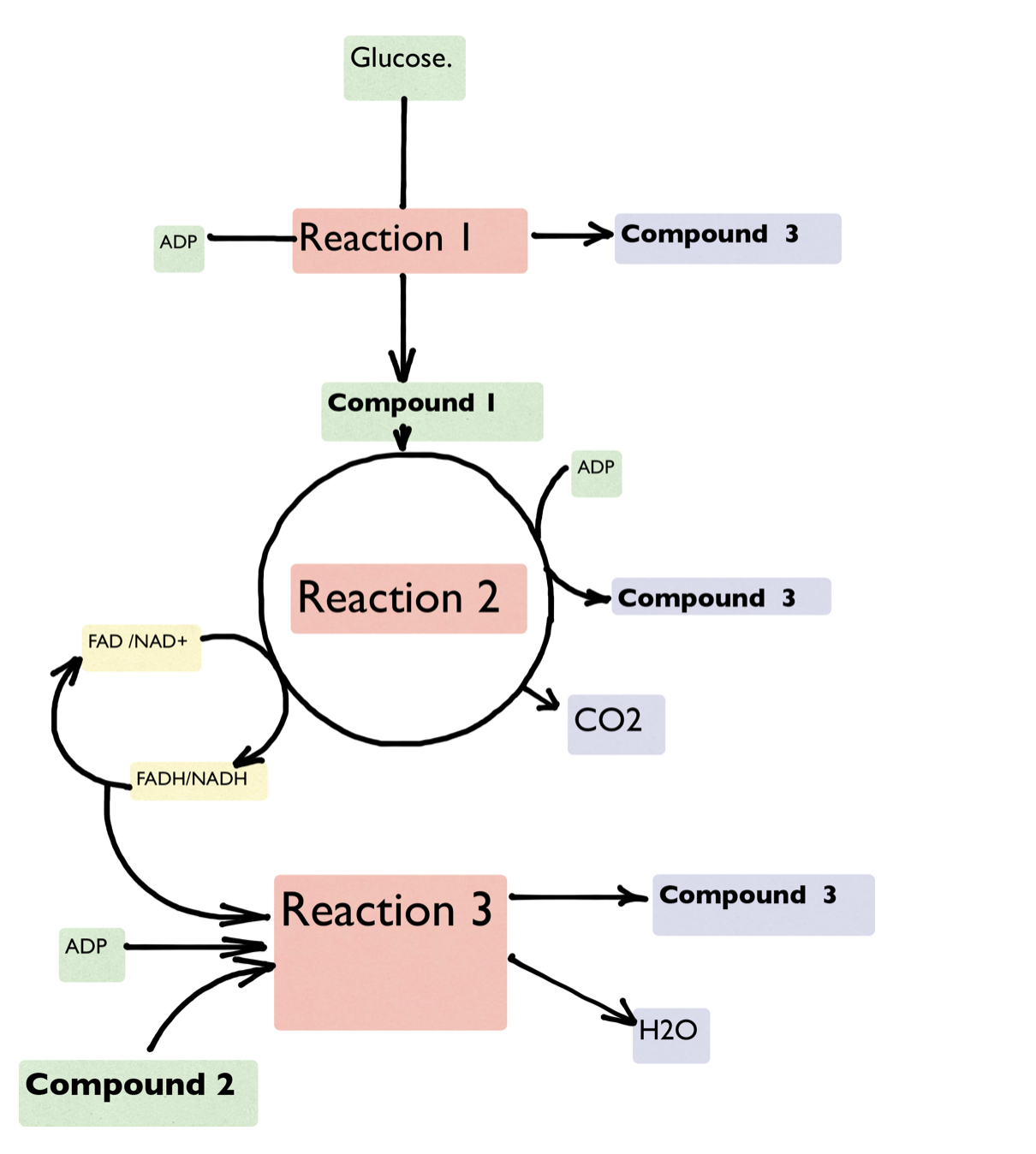 Solved what is compound 1? | Chegg.com