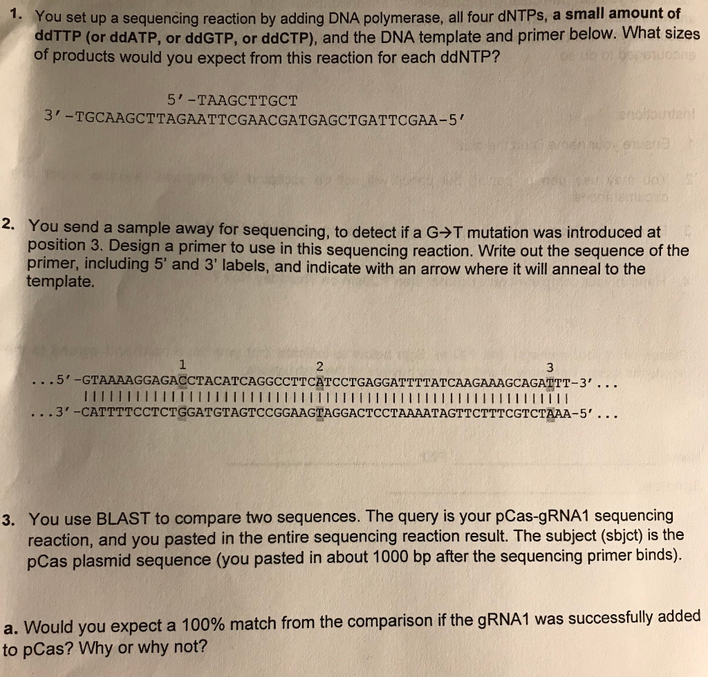 Solved 1. You set up a sequencing reaction by adding DNA | Chegg.com