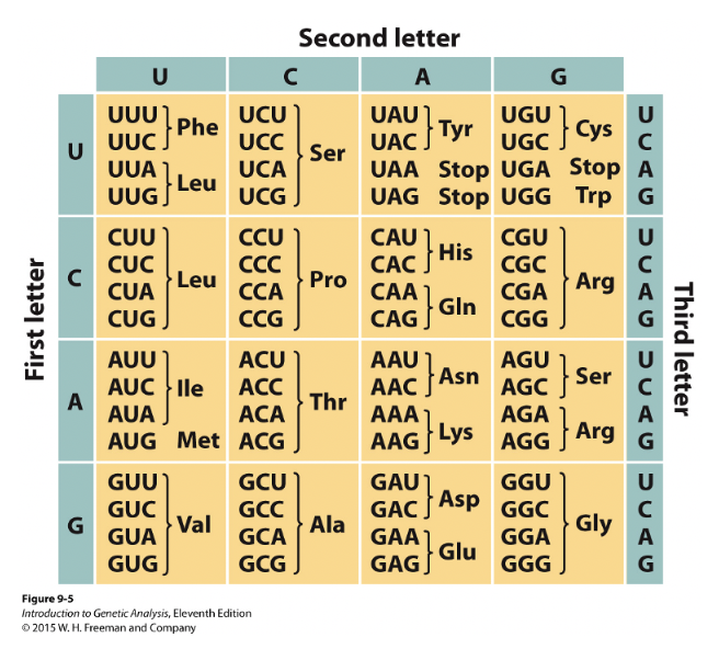 Solved Use the following DNA sequence to answer the | Chegg.com