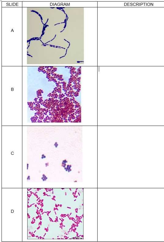 Solved You are provided with image from 4 microscope slides | Chegg.com