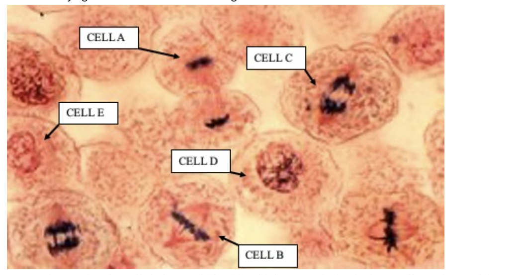Solved please type the answer PART C) You have to identify | Chegg.com