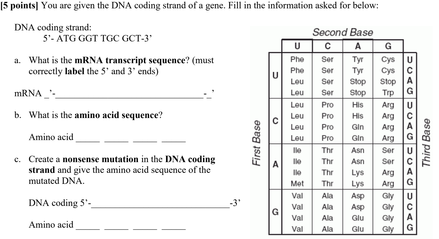Solved [5 points] You are given the DNA coding strand of a | Chegg.com