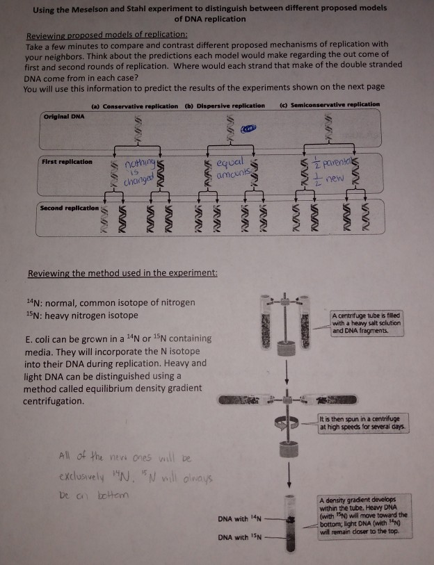 Solved: Expected Outcomes Of The Meselson-Stahl Experiment... | Chegg.com